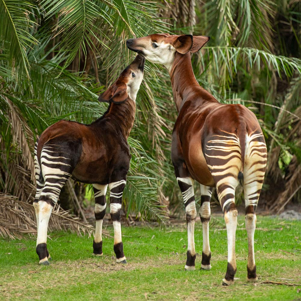 Beni the Okapi Makes First Appearance at Disney’s Animal Kingdom Lodge