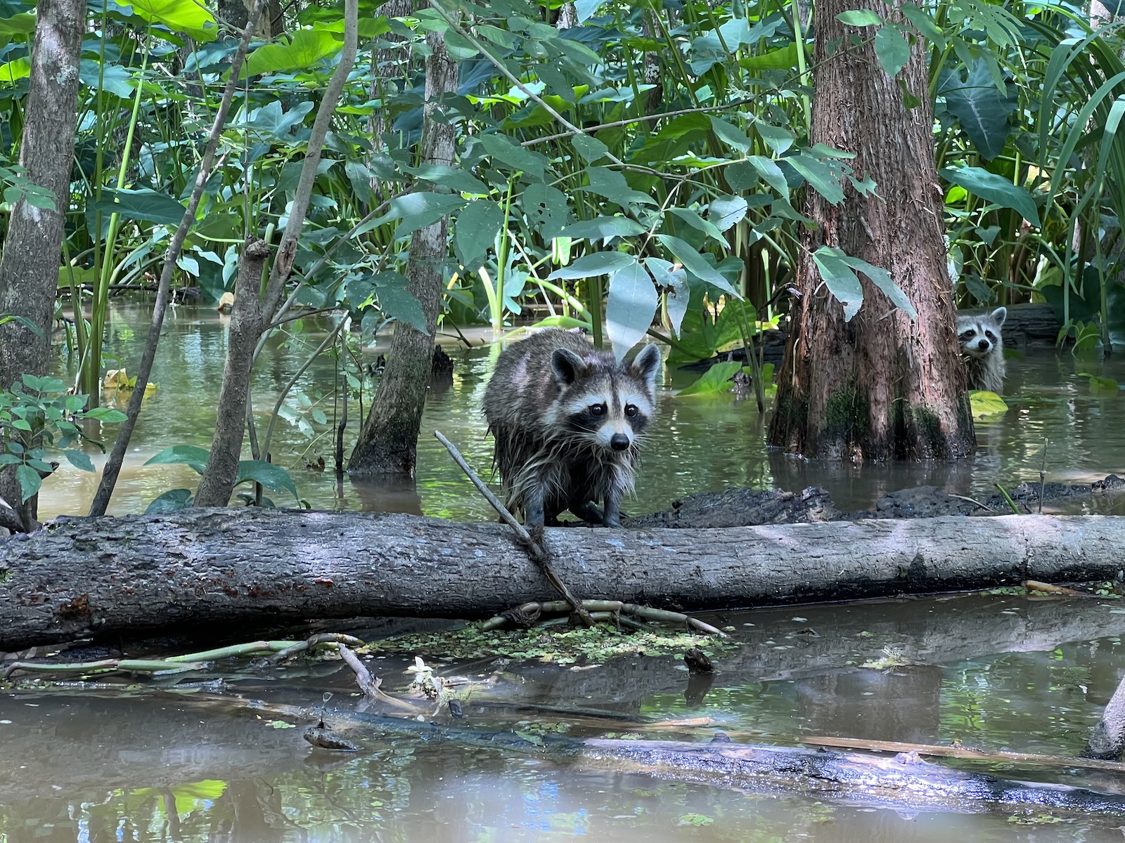 Tiana’s Bayou Adventure – An Imagineering Love Letter to New Orleans