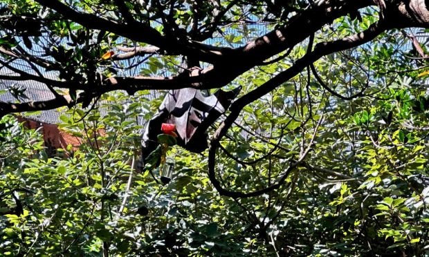 3 Reasons Why I Love the Maharajah Jungle Trek at Disney’s Animal Kingdom