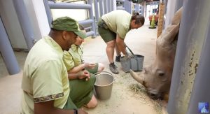 Behind the Scenes With Disney Animal Expert Robyn