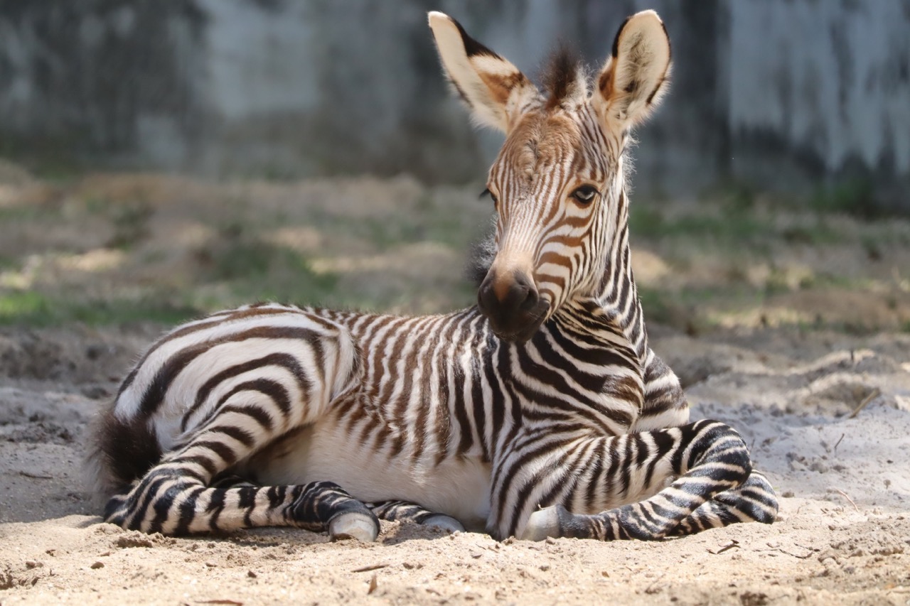 Four New Zebra Foals Join The Disney Family Savannah | The DIS