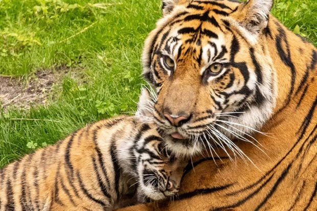 Bakso the Tiger Cub Makes Debut at Disney’s Animal Kingdom