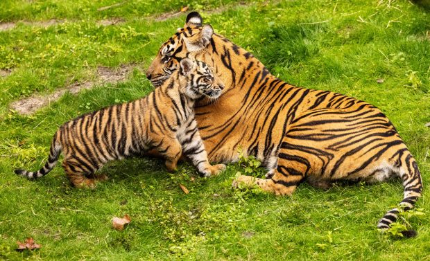 Bakso the Tiger Cub Makes Debut at Disney’s Animal Kingdom | The DIS