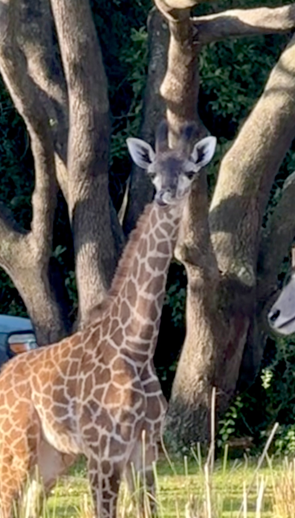 New Baby Giraffe at Disney’s Animal Kingdom | The DIS
