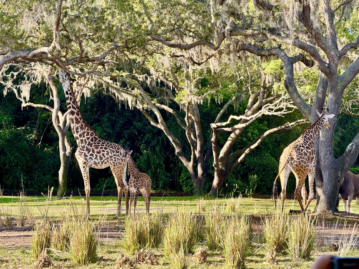 New Baby Giraffe at Disney’s Animal Kingdom | The DIS