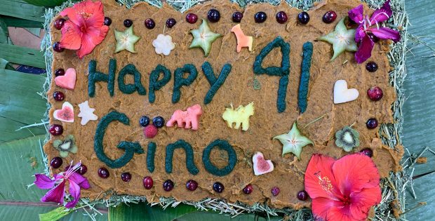 Beloved Gorilla Gino Passes Away at 44 at Disney’s Animal Kingdom
