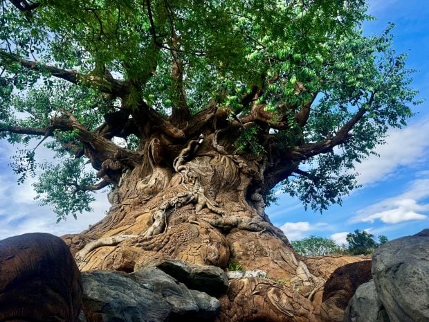 Disney World Launches New $199 Ticket for EPCOT and Animal Kingdom Visits