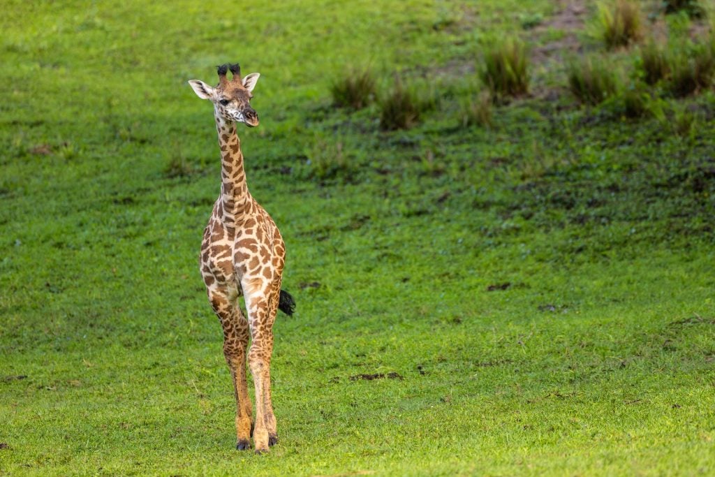 New Baby Giraffe Now Roaming the Savanna at Disney’s Animal Kingdom ...