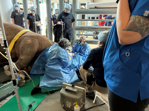 Kendi the Rhino at Disney’s Animal Kingdom Can See Again After Rare ...